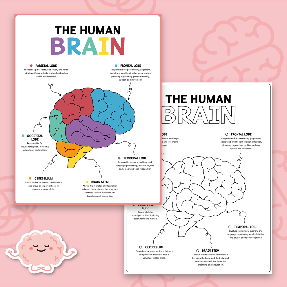 Human Brain Coloring Activity for Kids – Build a Balanced Brain
